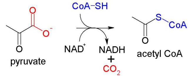 #88 Aerobic respiration, Link reaction | Biology Notes for A level