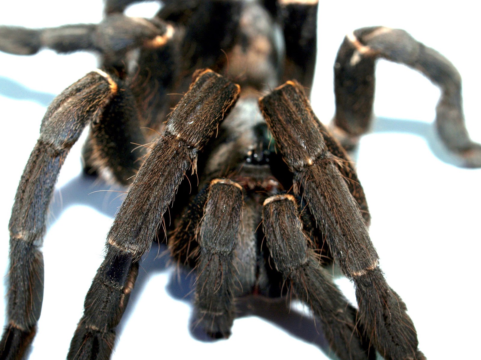 รีวิว แนะนำสินค้า: Free Photos tarantula spider Brachypelma smithi