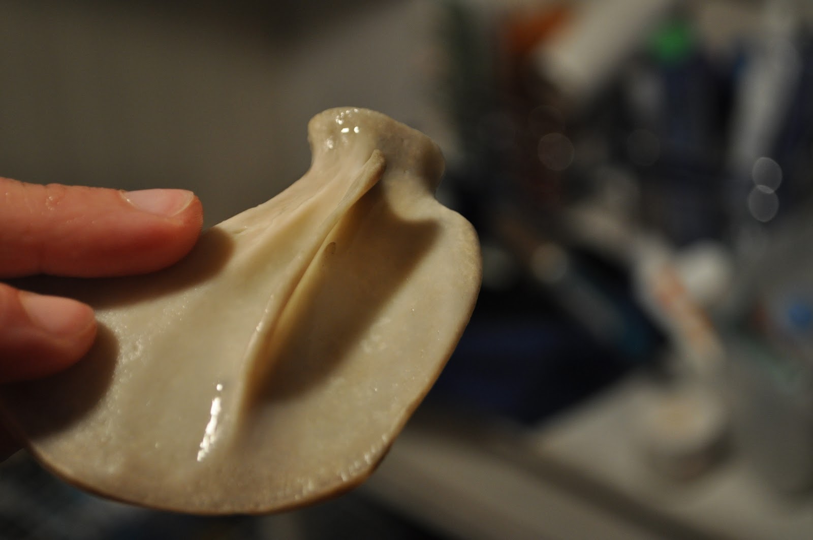 Marine Biology on Three Seas: Mystery bone