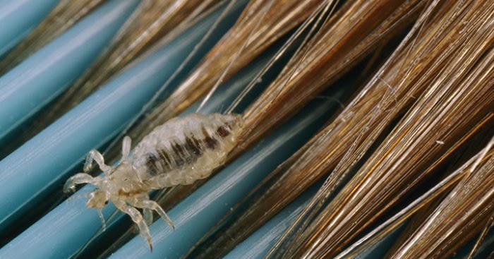 Bagaimana Kutu Mendapatkan Mangsanya? | Belajar Sampai Mati