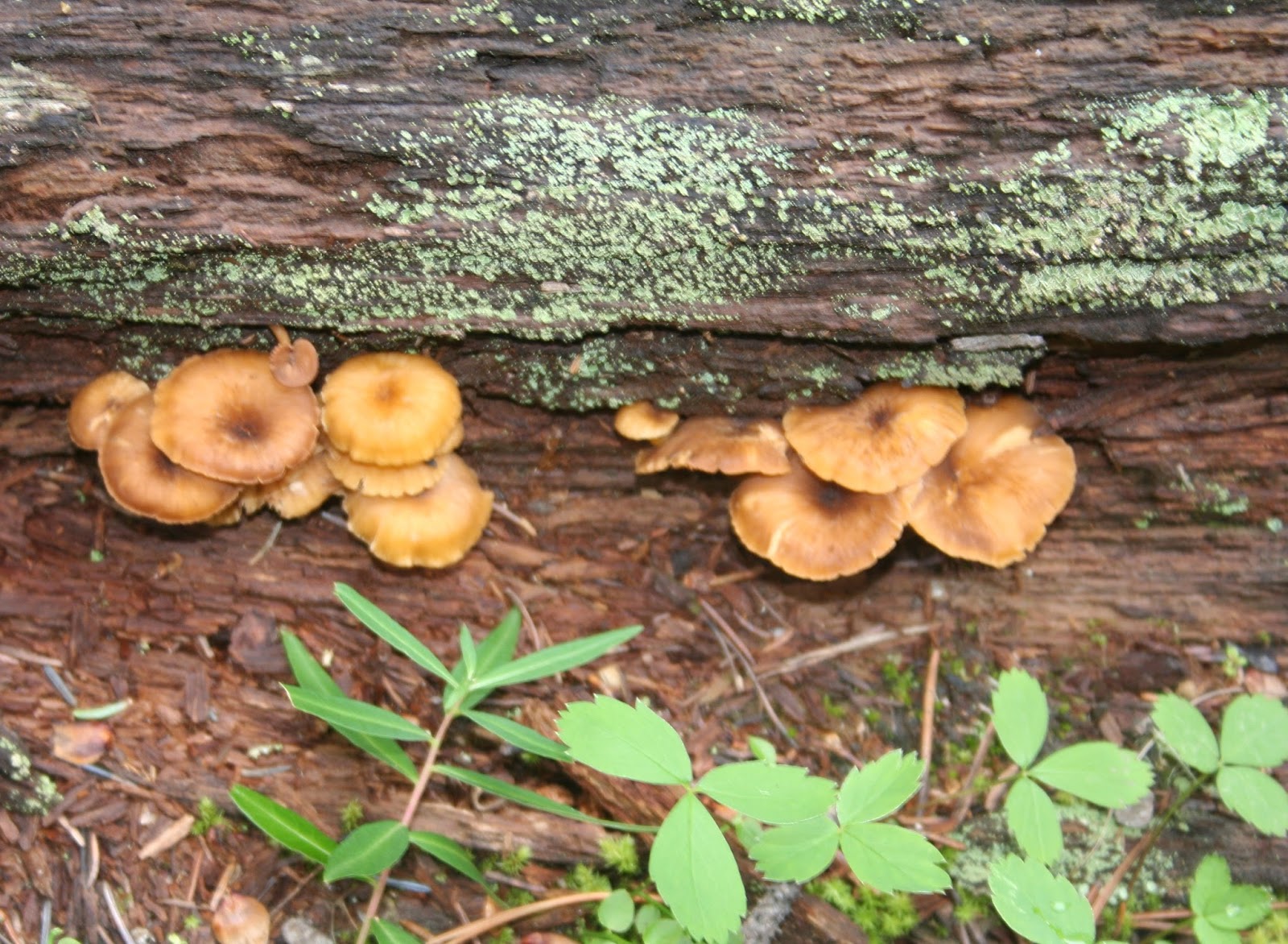 Mushrooms and Fungi of the Bighorn Mountains: Rust colored mushrooms