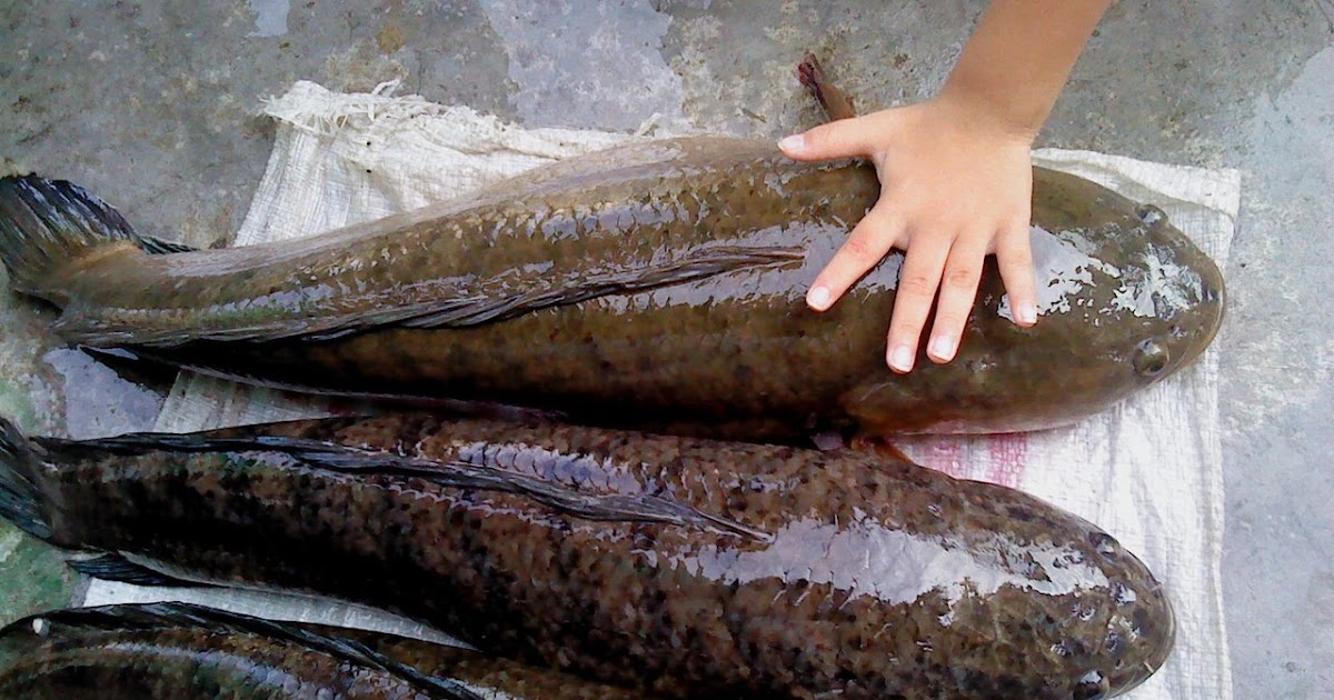 Cara Mudah Ternak Ikan Gabus | Ternak Ikan Hias