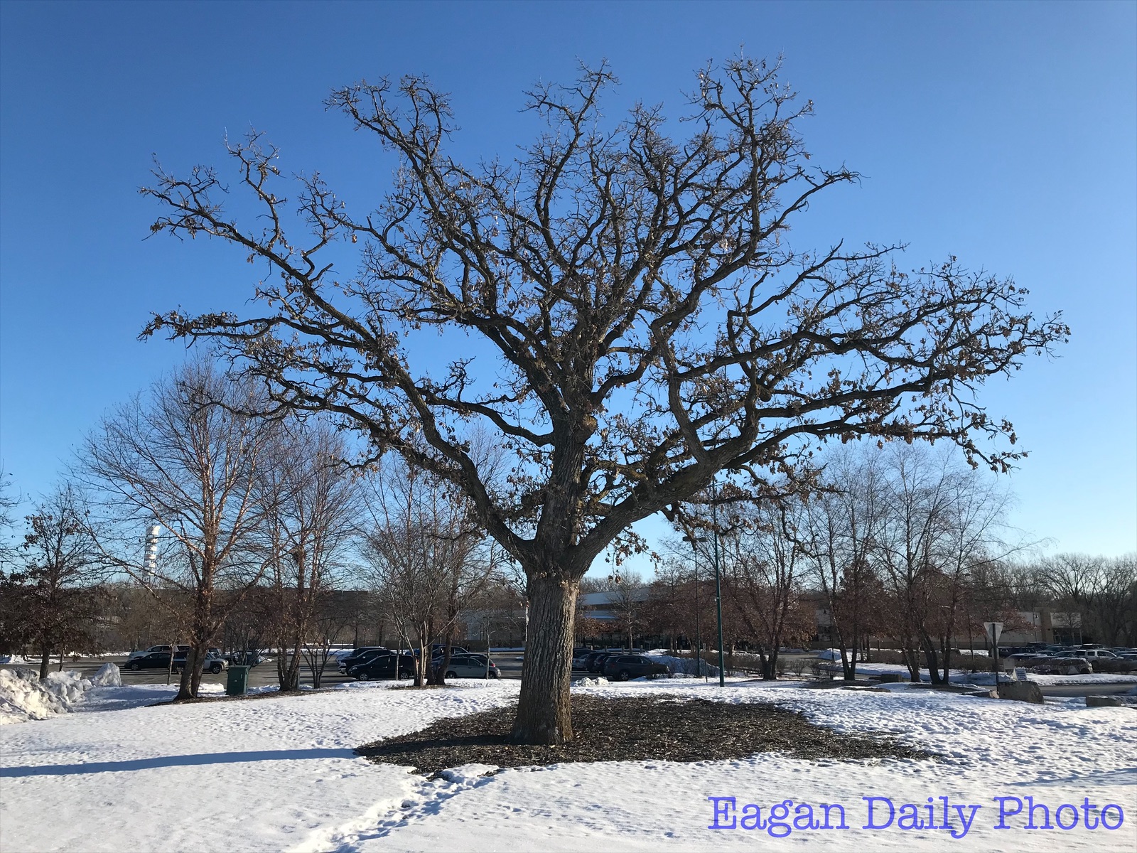 Eagan Daily Photo: The Lone Oak Tree