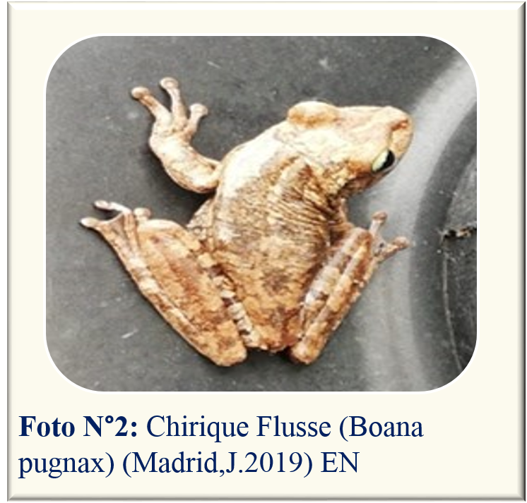 POBLACIONES ANURAS: DIVERSIDAD DE ANUROS