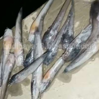 Penyebab Ikan Lele Mati dan Cara Pencegahanya [Terbaru] - budidaya18