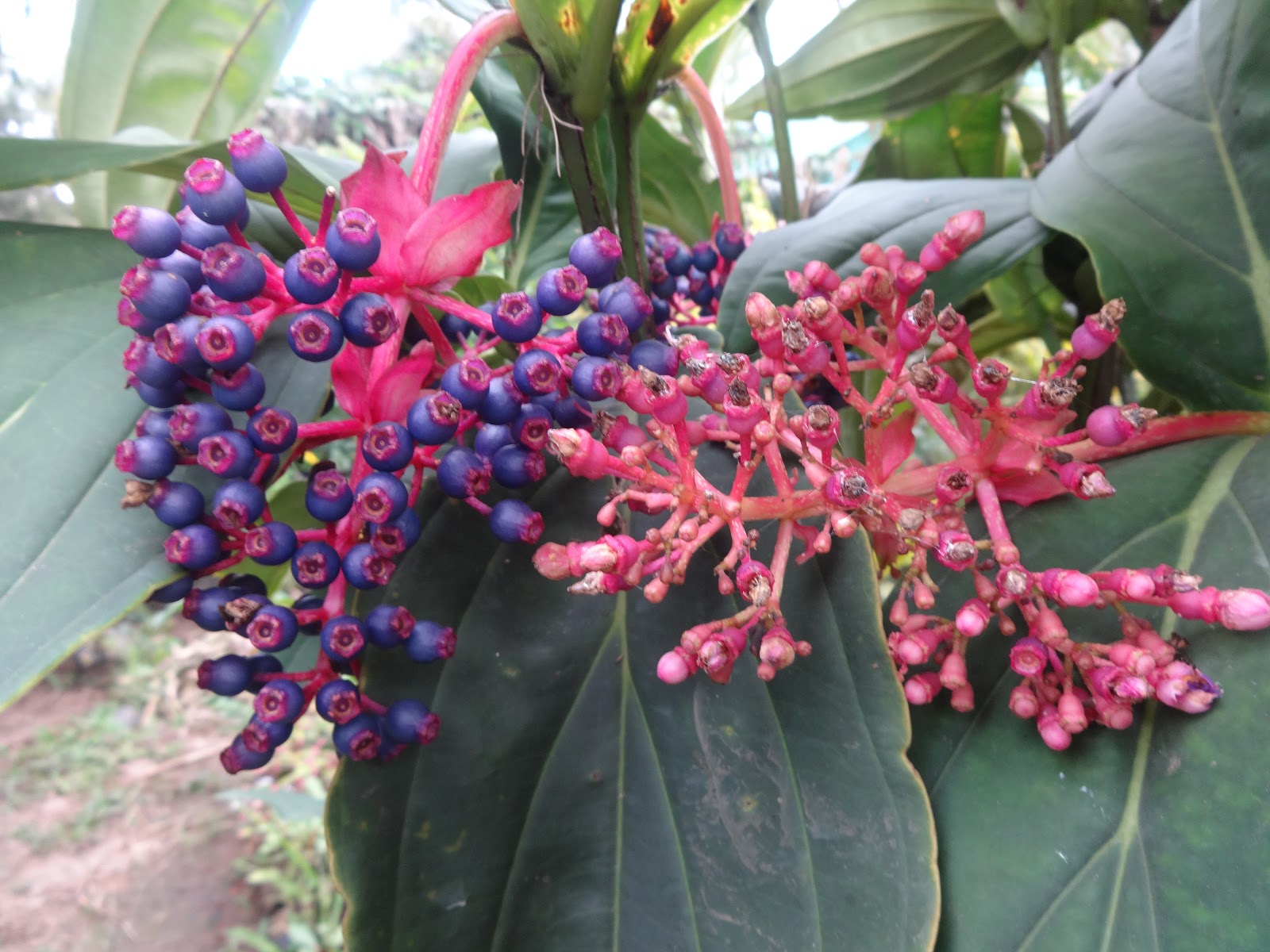 Herbs from Distant Lands: Medinilla magnifica, Medinilla pendula ...