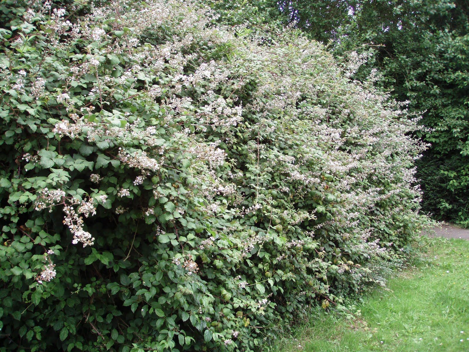The Urbane Forager: Brilliant Blackberries
