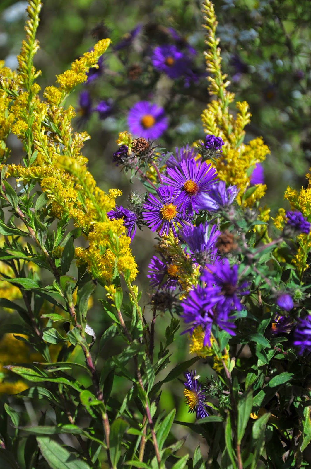 Fall Prairie Wildflowers 2014