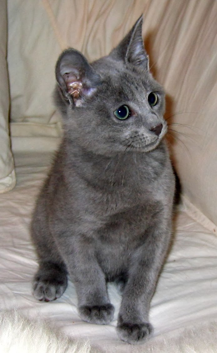 Kucing Russian Blue | Jual Peralatan , Perlengkapan , dan Aksesoris ...