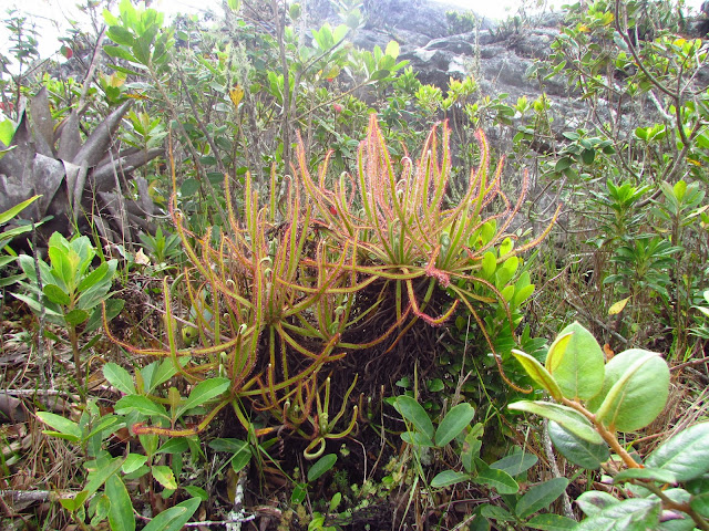 Droseras Brasileiras - Drosera magnifica