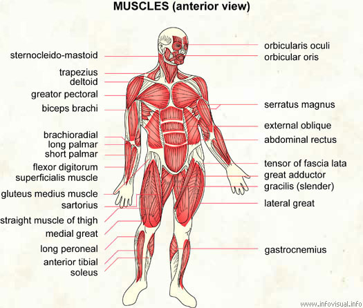 Anatomy Made Easy: what is myology? The defination of myology
