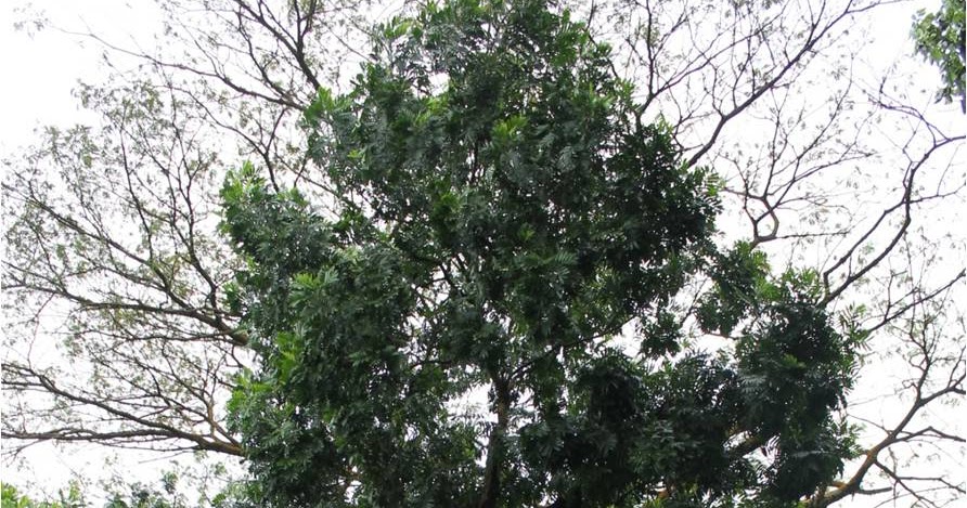 Riverine Parks: Filicium decipiens