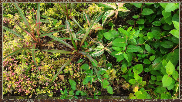 The Occasional Gardener: Flowerless Color