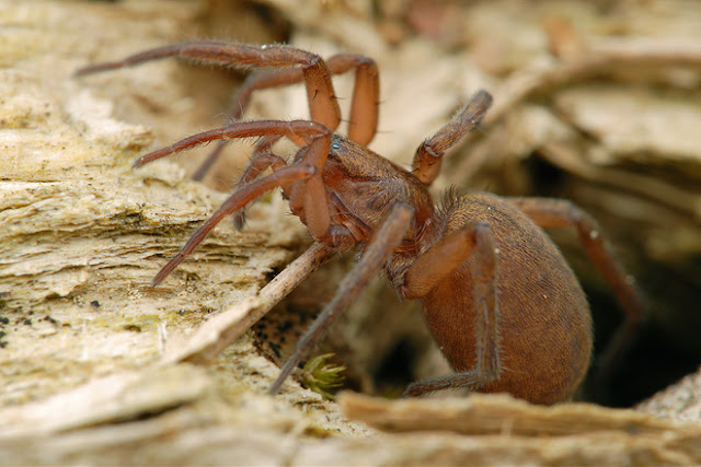 Σελίδες Ιστορίας και Επιστήμης: Οι αράχνες