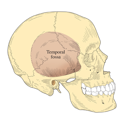 Human Anatomy for the Artist: The Temporal Line: There's a Kansas City ...