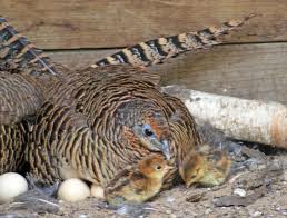 Faisanes: ¡Llegaron los huevos!