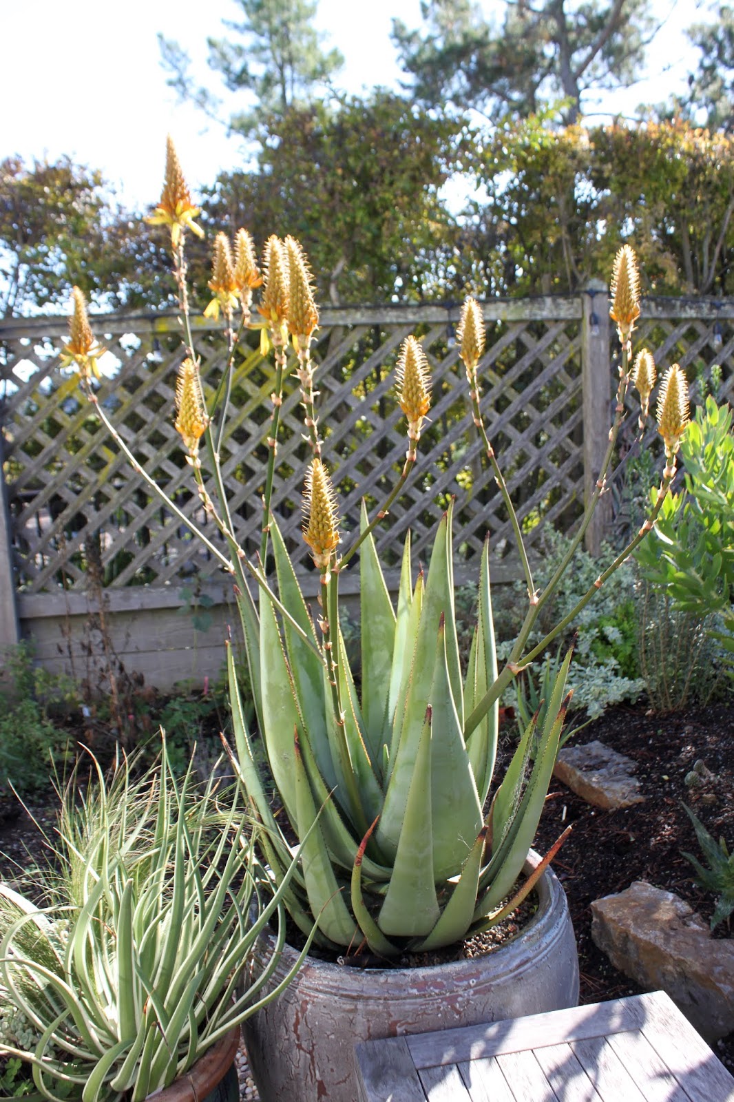 Emerging Fall Aloe Inflorescences