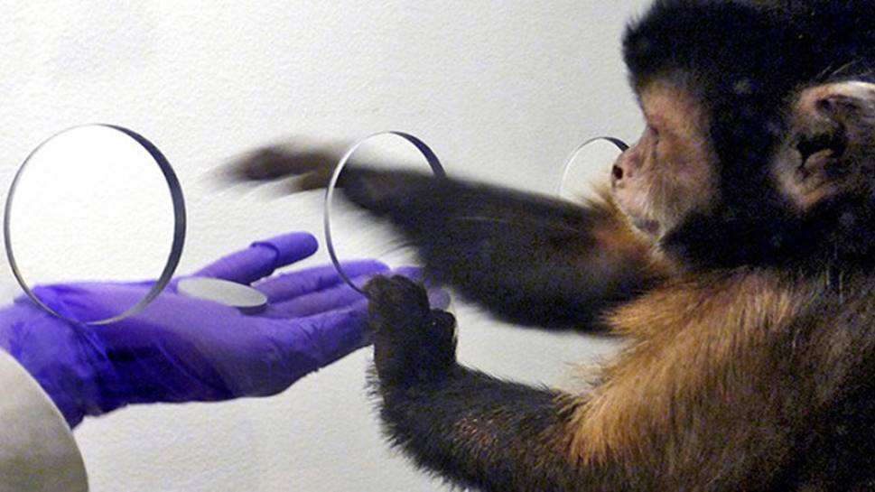 The Fresh Malayali: The Monkey Money Business - കുരങ്ങന് പണം നല്‍കിയാല് ...