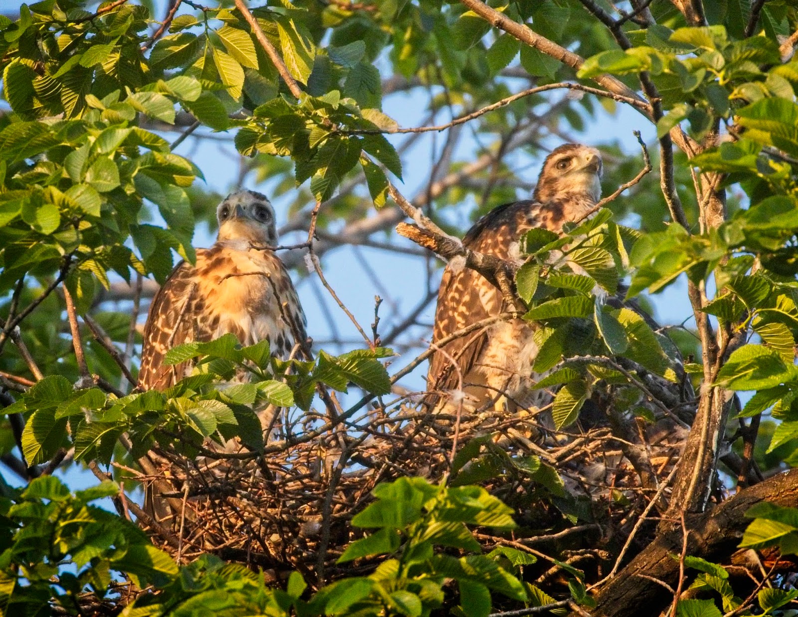 Laura Goggin Photography: Tompkins Square hawk chicks are branching