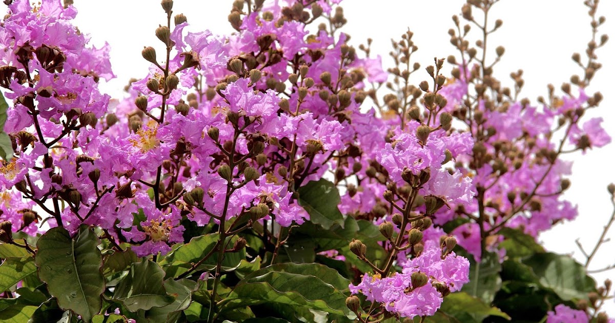 LAGERSTROEMIA 'SAVNI'- QUEEN's FLOWER (TREE AND SHRUB) - BHOLA NURSERY ...