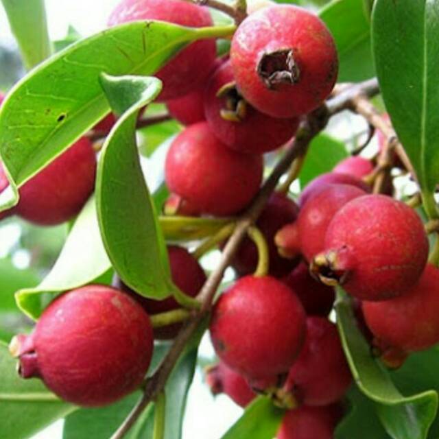 Koleksi Bibit Tanaman Jambu Biji