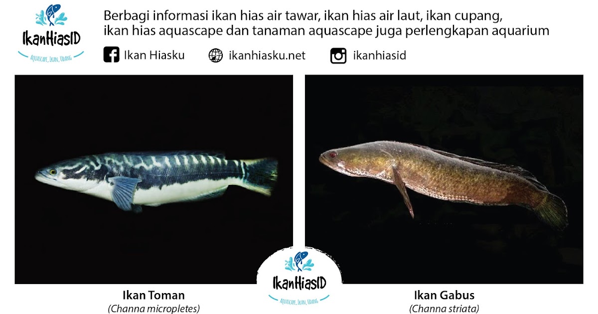 Ketahui Perbedaan Ikan Channa, Toman dan Gabus