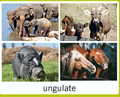 Mi primer año en Red XXI: VERTEBRATES - MAMMALS (Unit 4 - Science Y5)