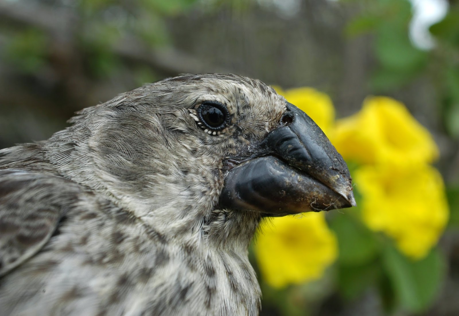 Eco-Evo Evo-Eco: Just so! How the finch got it's beak.