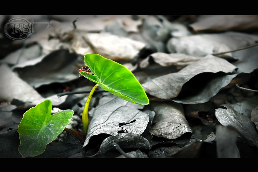 ThauChengCha'S||PhotoGraphy: My Home Town, Kampur