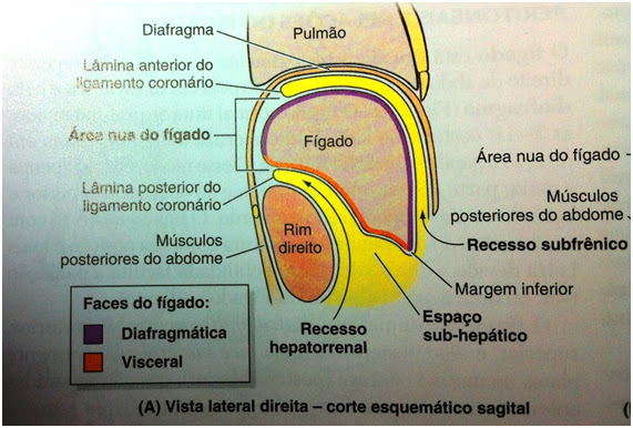 ARTIGOS EM MEDICINA: PL3 ANATO NUTRIÇÃO