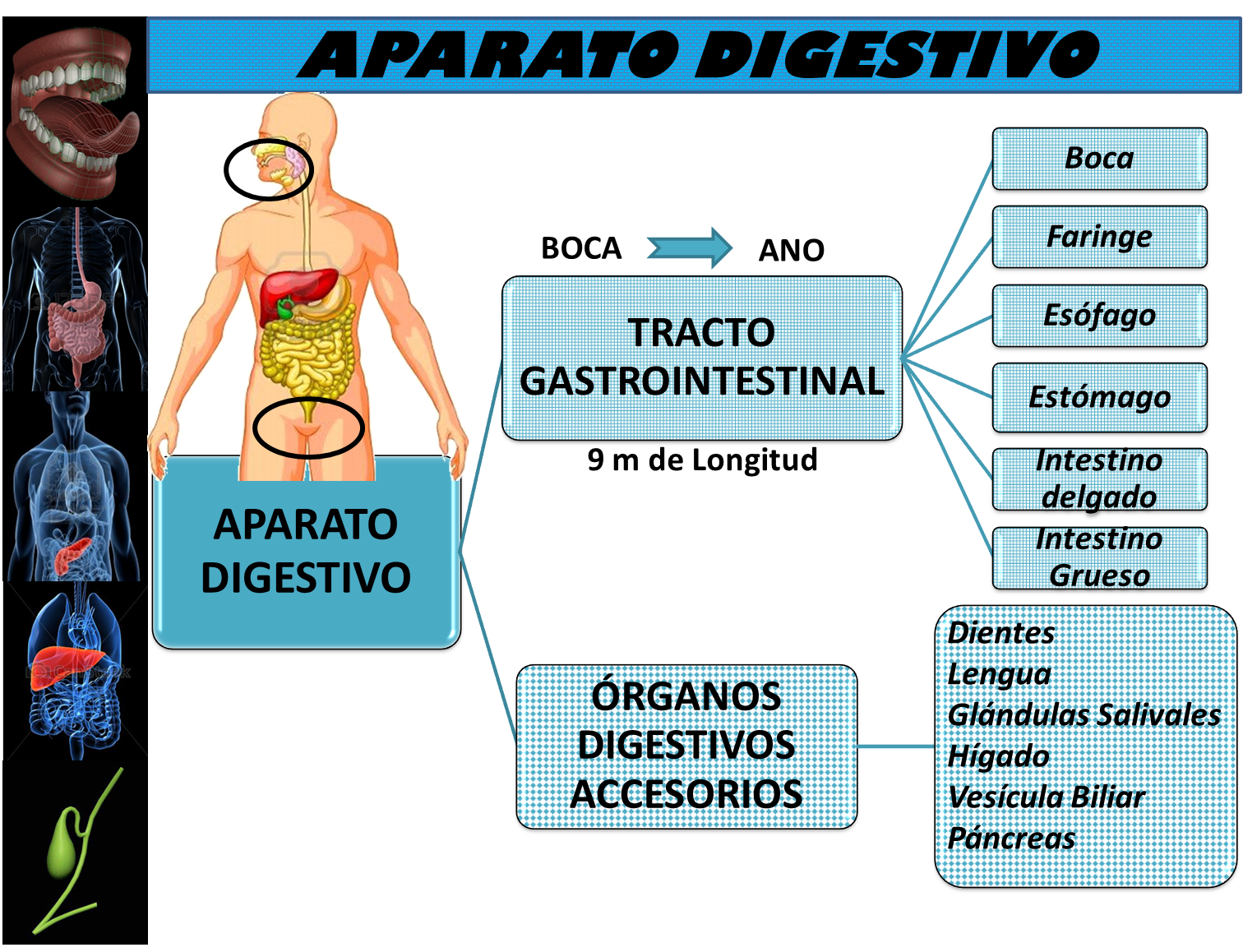 Anatomía y fisiología humana: APARATO DIGESTIVO