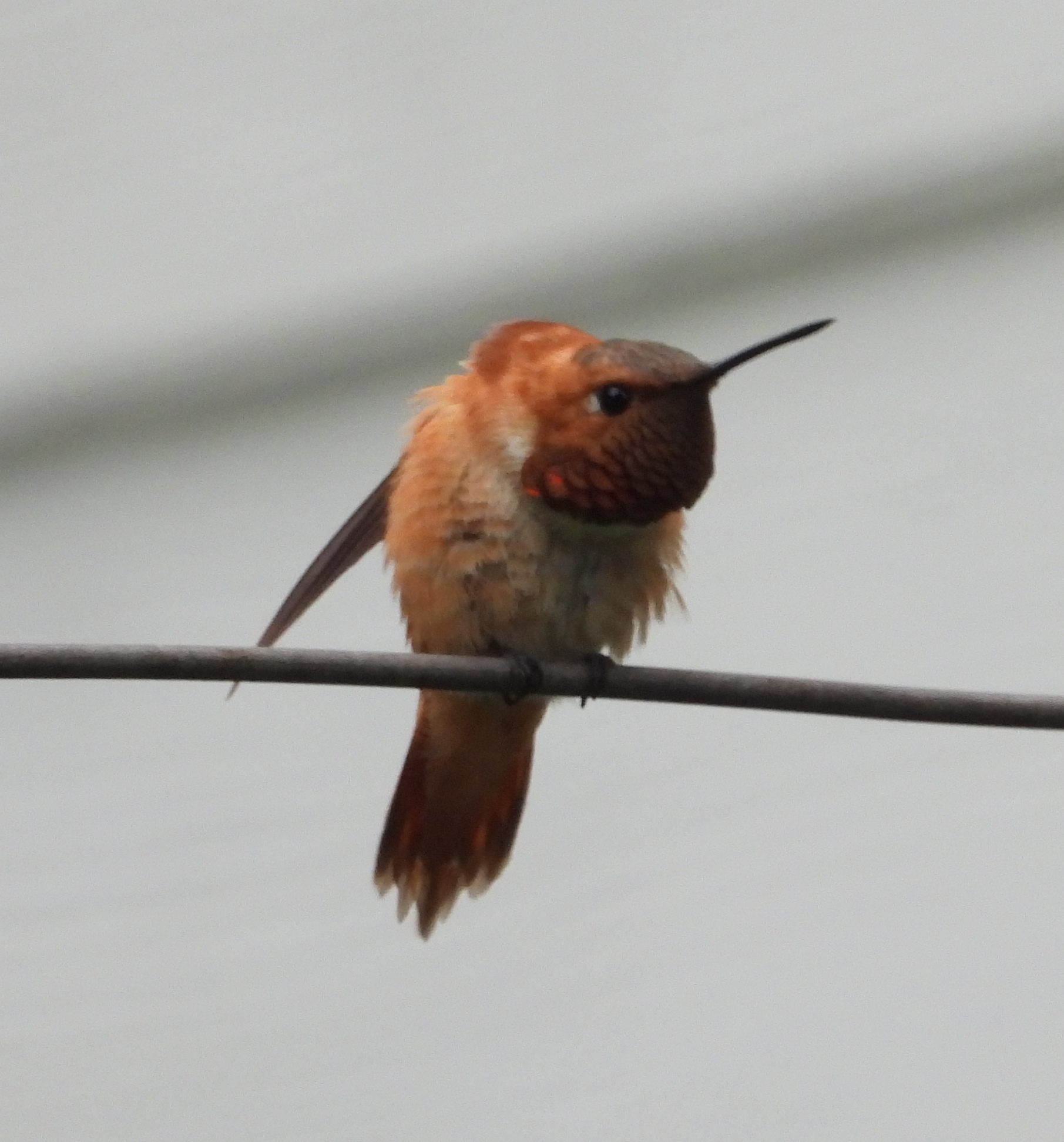 A Male Rufous Hummingbird visited our garden for a few days