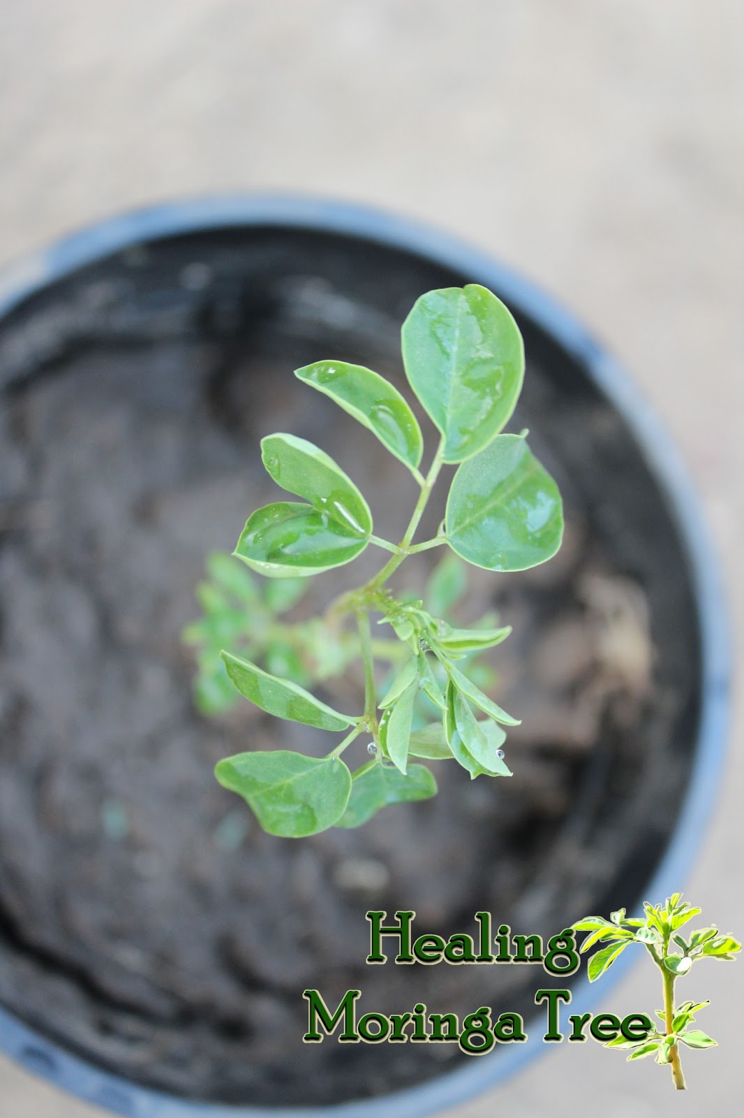 Organic Moringa Trees, Tree of LIFE, Inland empire CA: Healing Moringa ...
