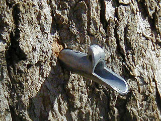 Elkstone Road Edible Garden: Silver Birch