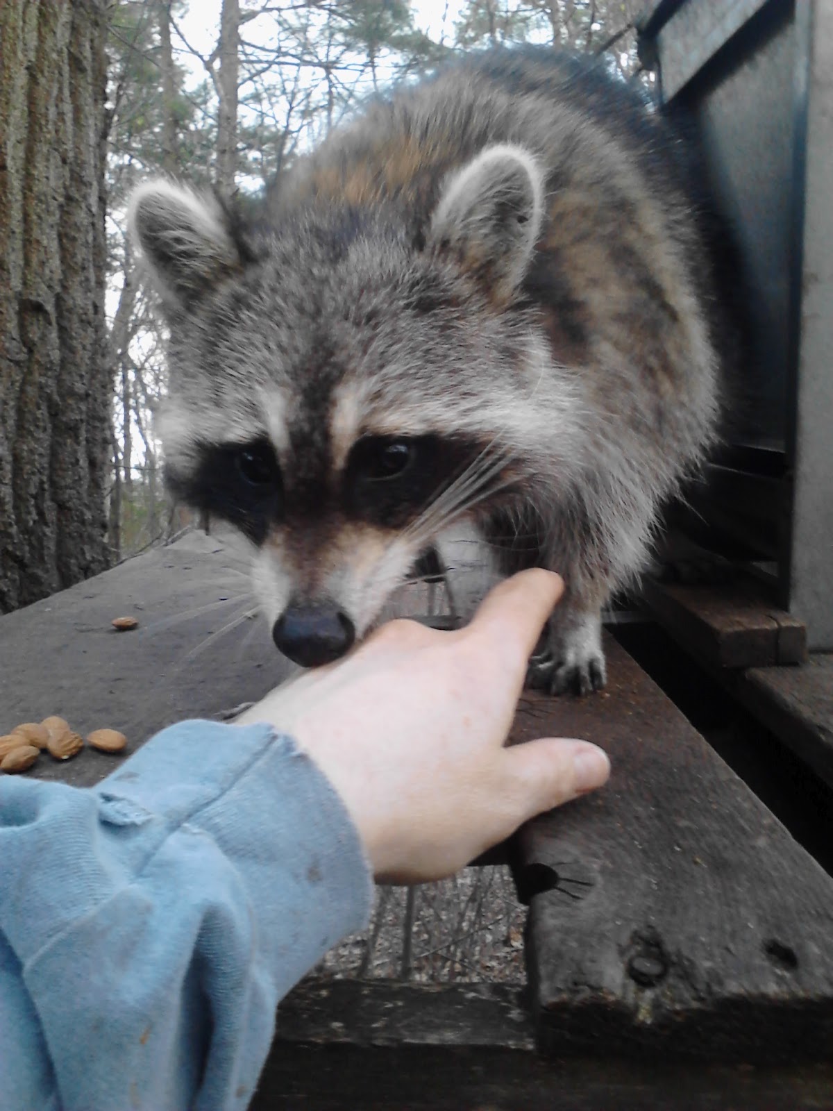 The Laughing Raccoon: Happy and not so happy updates.