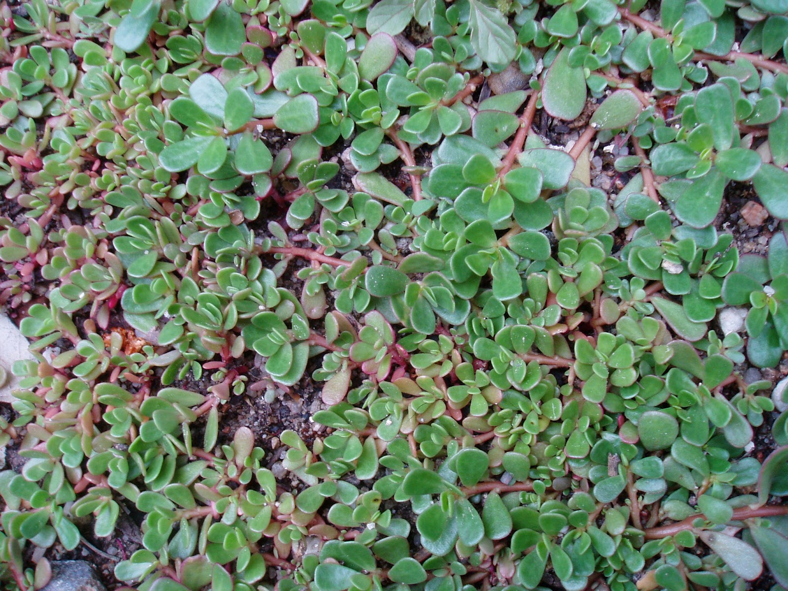 VERDOLAGA: Portulaca oleracea | Plantas rioMoros