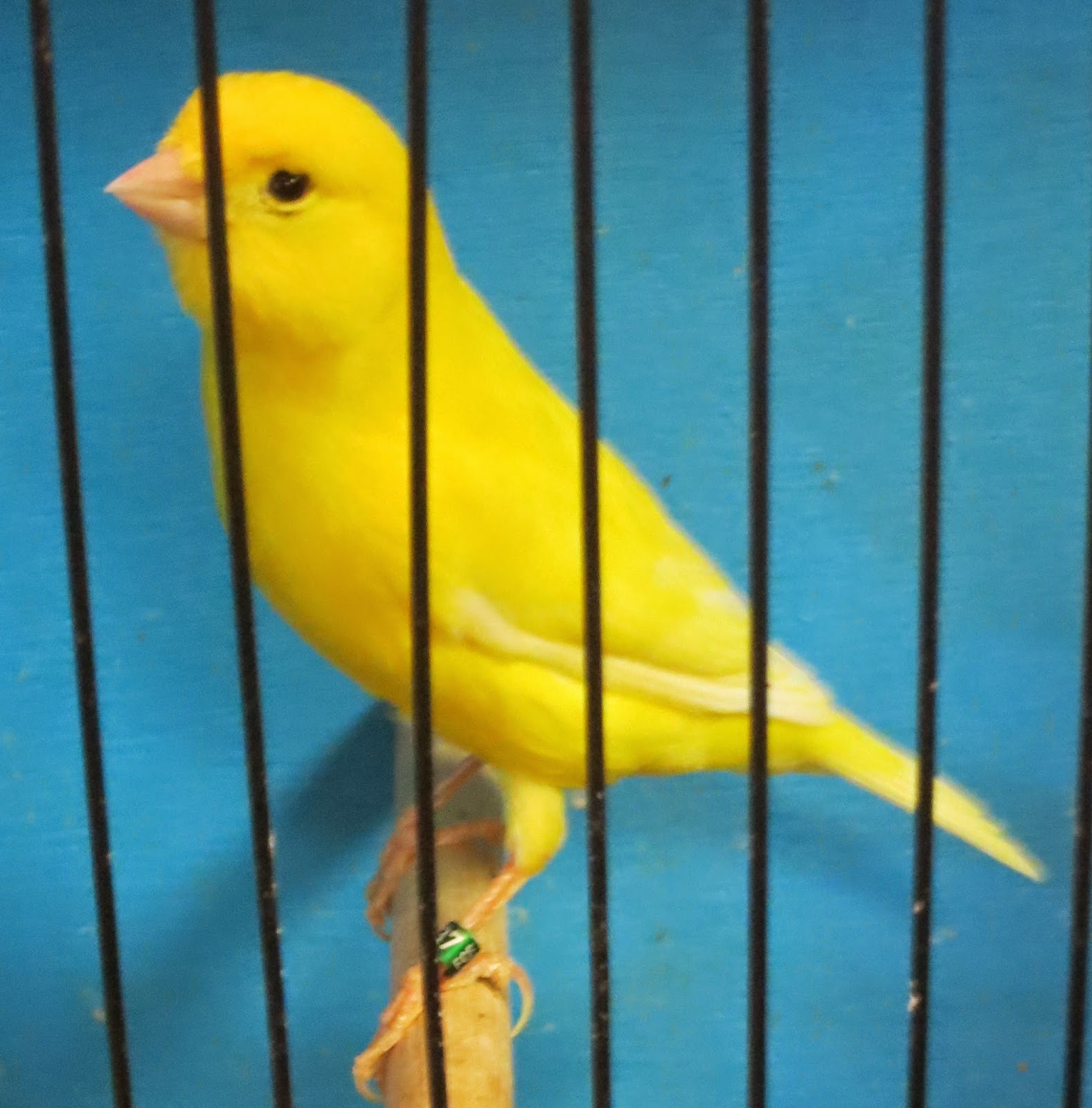 Canary Tales: Florida Canary Fanciers Part 3 Colorbred Lipochrome ...