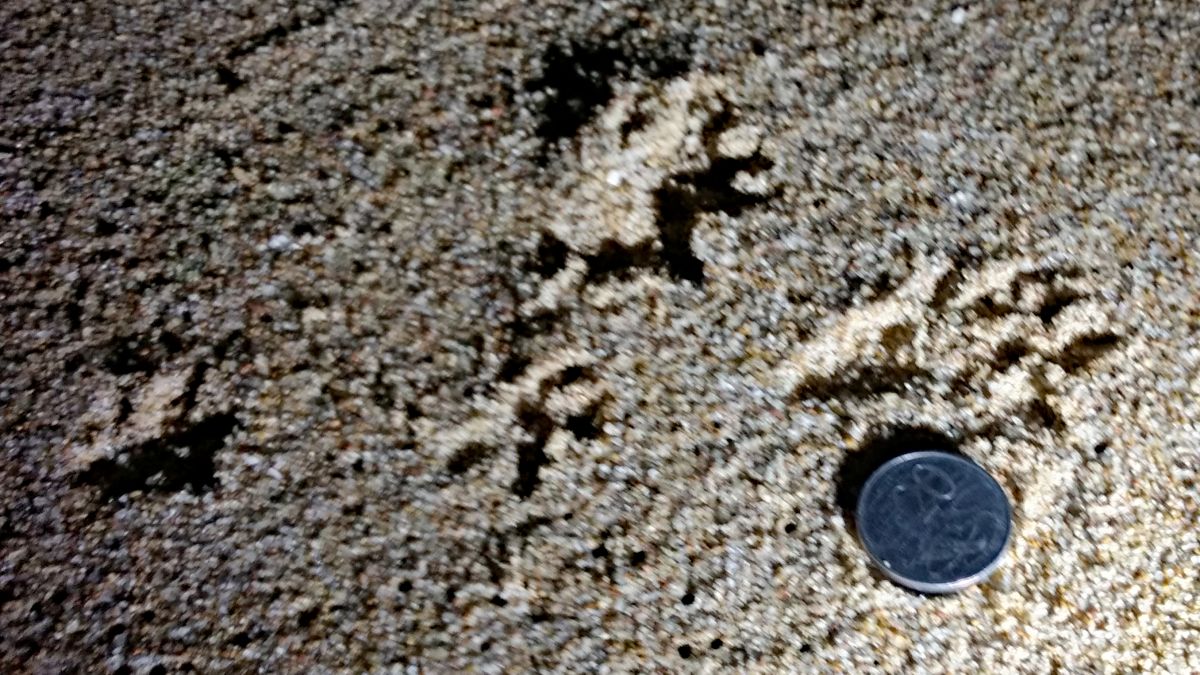 Queensland Coast: January 2017