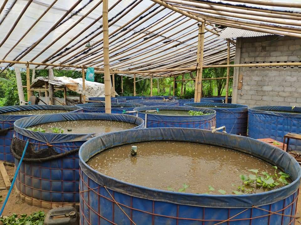Budidaya Ikan Air Tawar: Budidaya Ikan Air Tawar Menjadi Peluang Bisnis ... Budidaya Ikan Air Tawar: Budidaya Ikan Air Tawar Menjadi Peluang Bisnis ...
