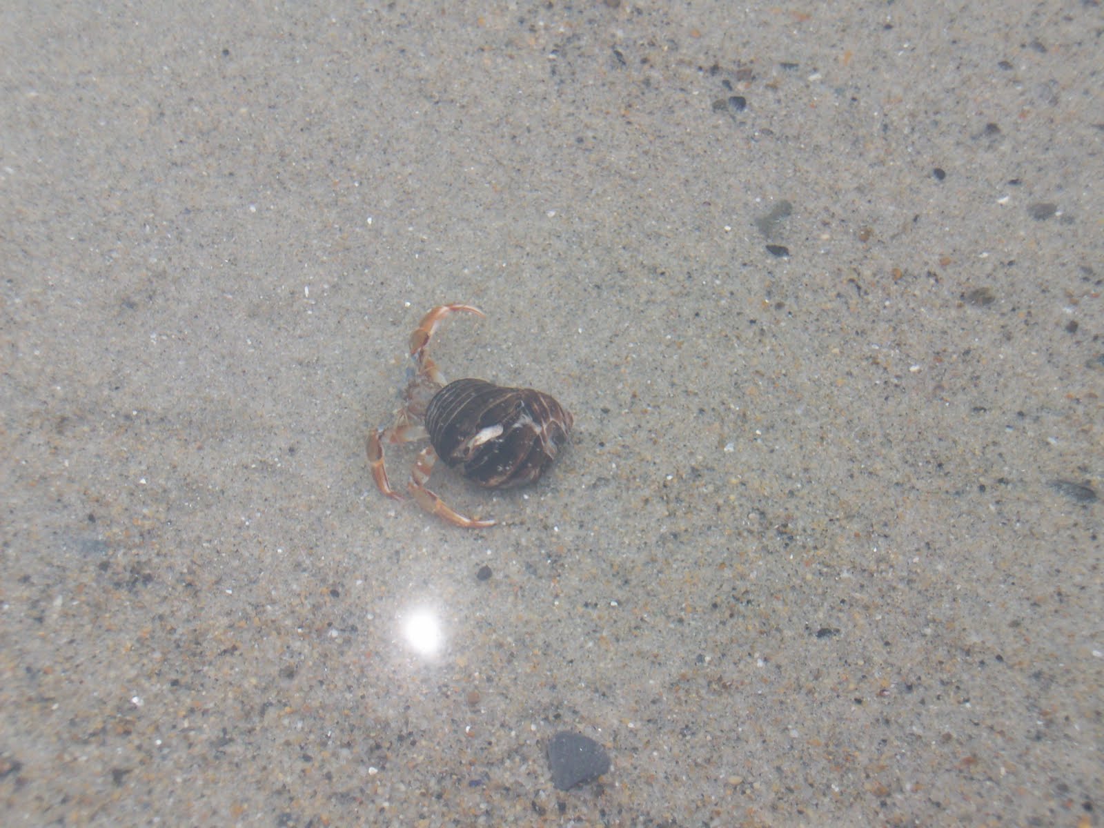 AP Biology: Exoskeleton