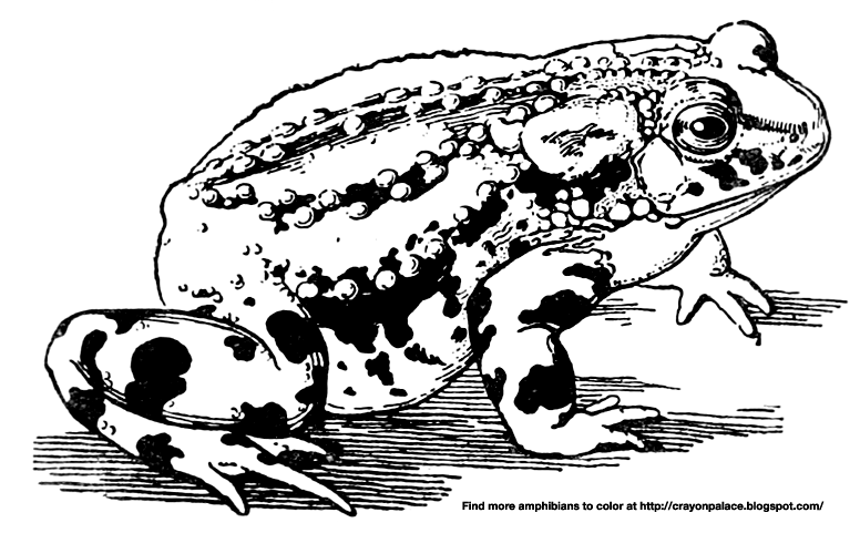 Crayon Palace: A coloring page of the Natterjack toad