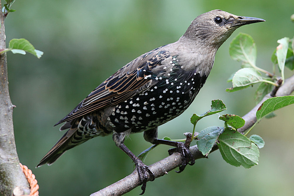 Species of UK: Week 27: Starling (‘Sturnus vulgaris’)