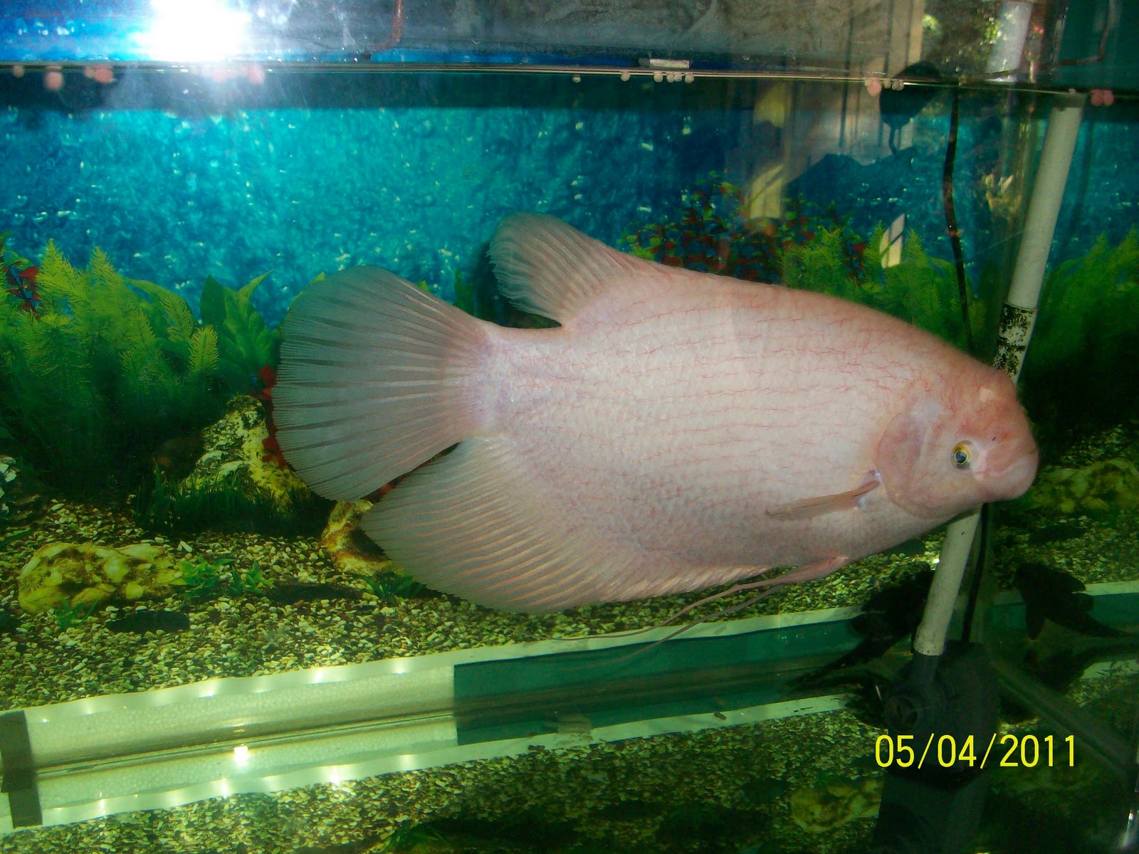 tutorialblogkami: GURAMI MERAH BIG SIZE