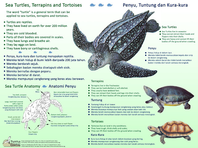 Redang Pelangi Resort: Introduction to Turtles (Sea Turtles, Terrapins ...
