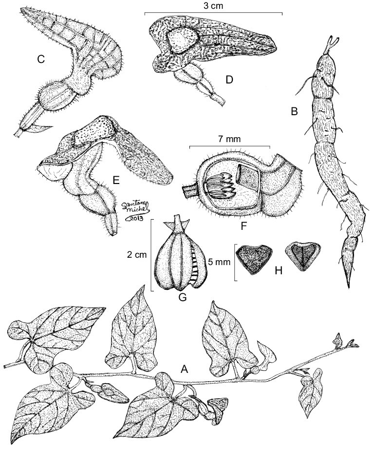 PLANT FAMILIES OF PUERTO RICO AND FLORIDA PAPO VIVES: Aristolochiaceae ...
