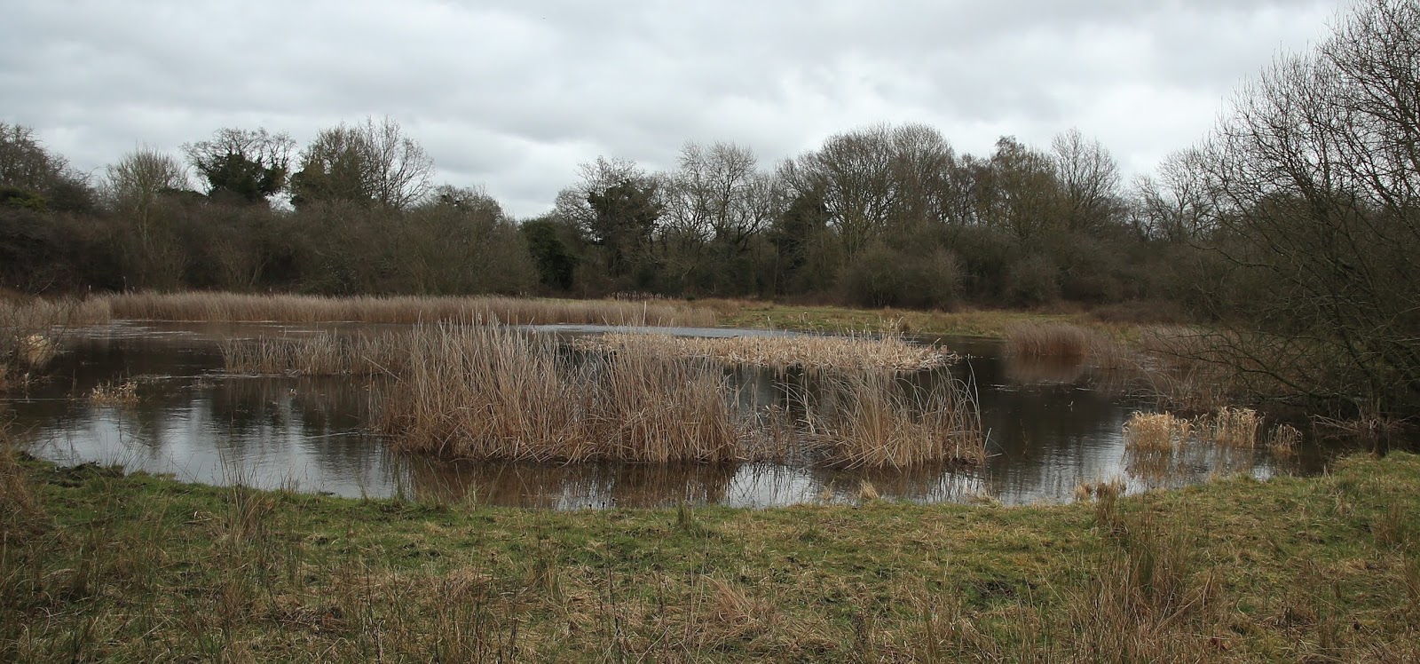 The Breckland Birder: Pingo's