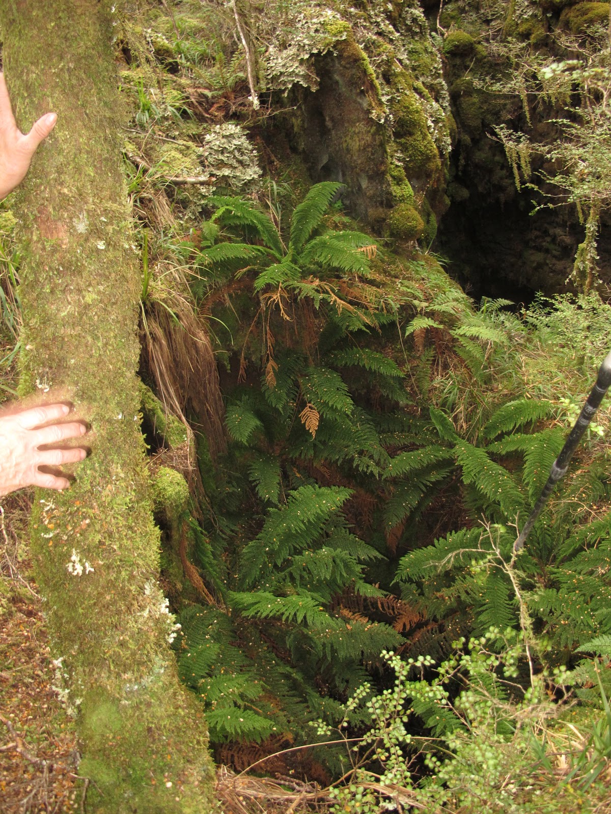 Come, walk with me.: Heaphy Track - day 2 Gouland Downs hut to Saxon Hut