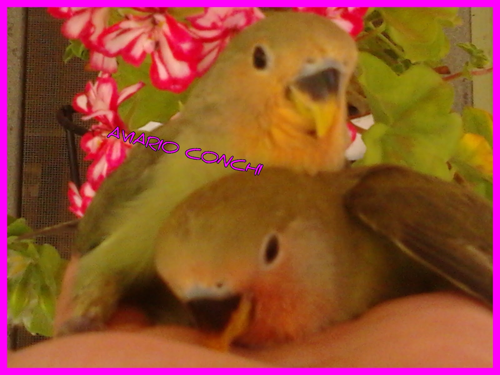 Aviario de conchi: Agapornis papilleros