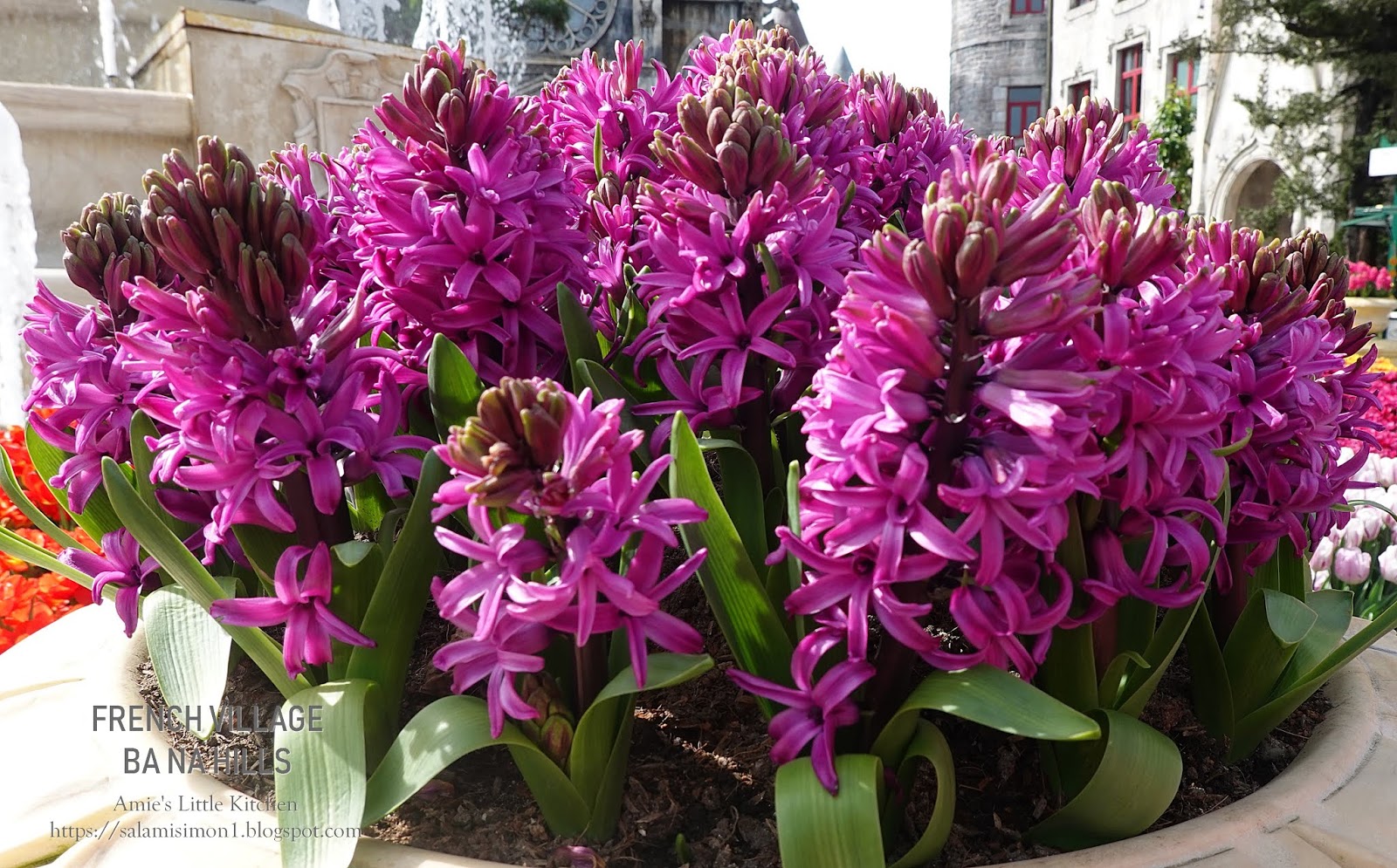 Cantiknya Tulip! Harumnya Hyacinth di French Village Ba Na Hills ...