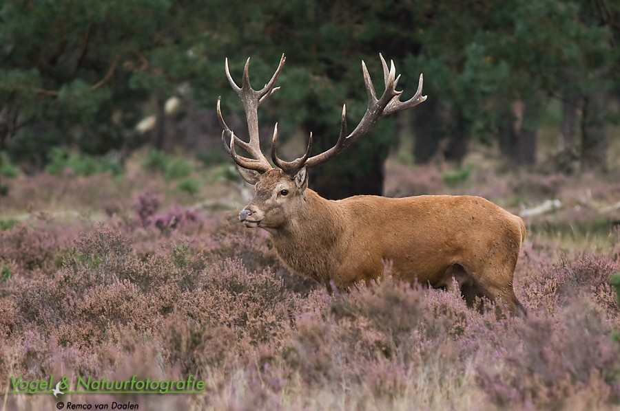Vogel- en Natuurfotografie door Remco van Daalen: Bronsttijd Edelherten ...